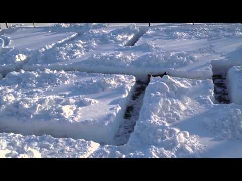 Dog Plays Hide-and-Seek With Its Owner in a Backyard Snow Maze