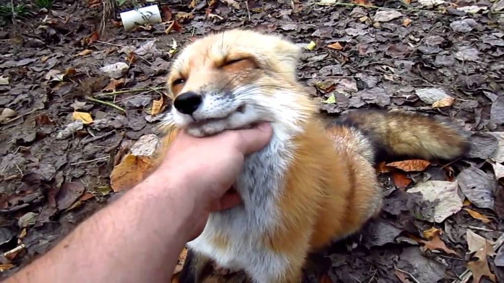 Ron the Red Fox Plays Excitedly With His Human Companion in Arkansas ...