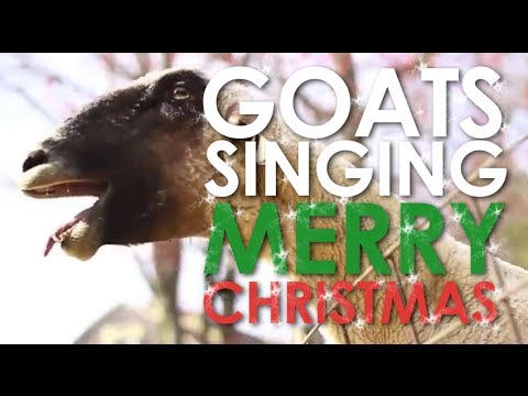 Yelling Goats Sing 'We Wish You a Merry Christmas'