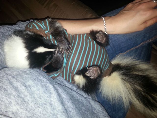 A Baby Skunk Wears a Onesie and Cuddles a Toy Sloth