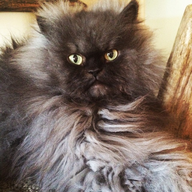 Colonel Meow (2011-2014), Famous Long-Haired Frowning Cat