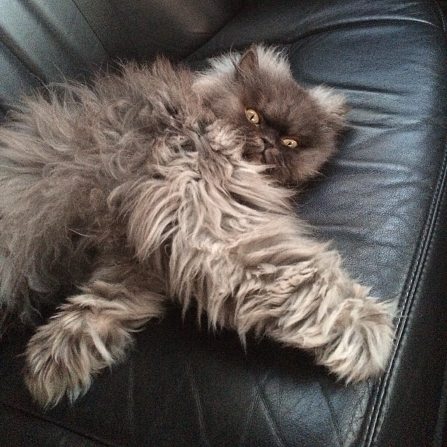 Colonel Meow (2011-2014), Famous Long-Haired Frowning Cat