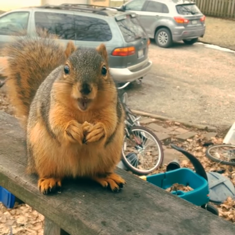 Fast Talking Squirrel Verbally Expresses His Gratitude