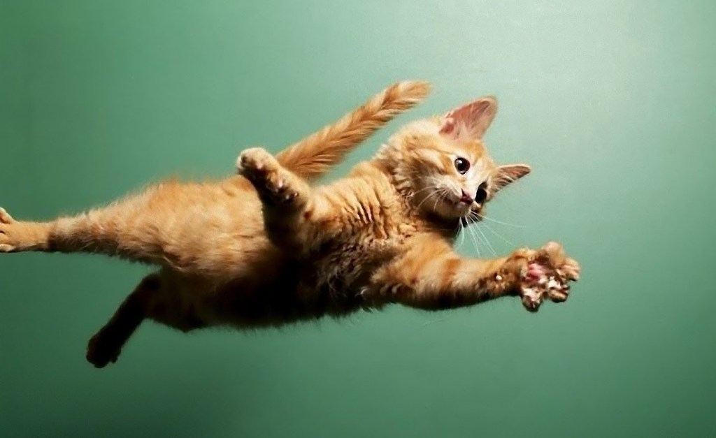 A Compilation Video of Impressive Cat Jumps and Hilarious Failed Attempts