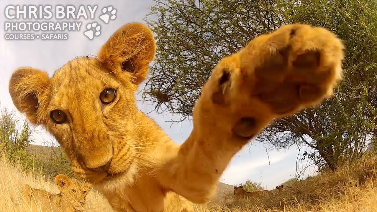 Curious Lion Cubs Investigate a Remote Control Car With GoPro That ...