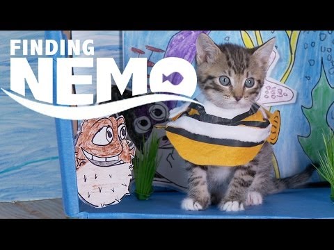 Disney Pixar's 'Finding Nemo' Remade with Cute Costumed Kittens