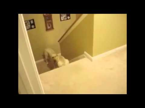 Dog and Cat Teach Their Offspring to Descend Stairs In Very Different Ways