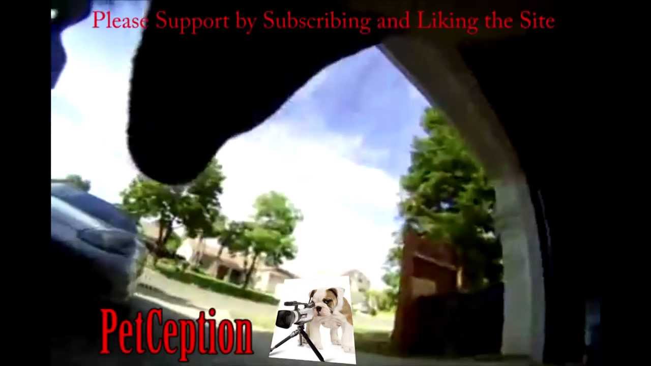 PetCeption, A YouTube Channel Dedicated to Seeing the World Through An ...