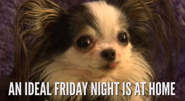 Signs That You Might Be An Introvert As Demonstrated By Really Cute Animals