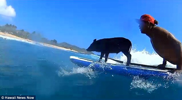 Kama the Surfing Pig Rides the Waves in Oahu, Hawaii