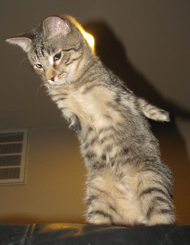 Mercury, The Incredible Cat Whose Missing Front Legs Don't Stop Him ...