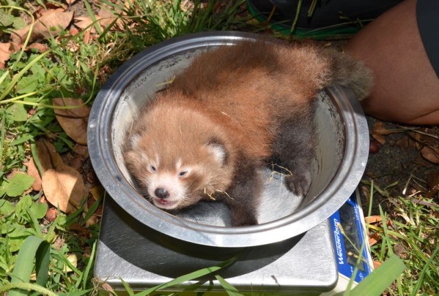 A Pair of Rare Adorable Nepalese Red Panda Twins Born at the Auckland ...