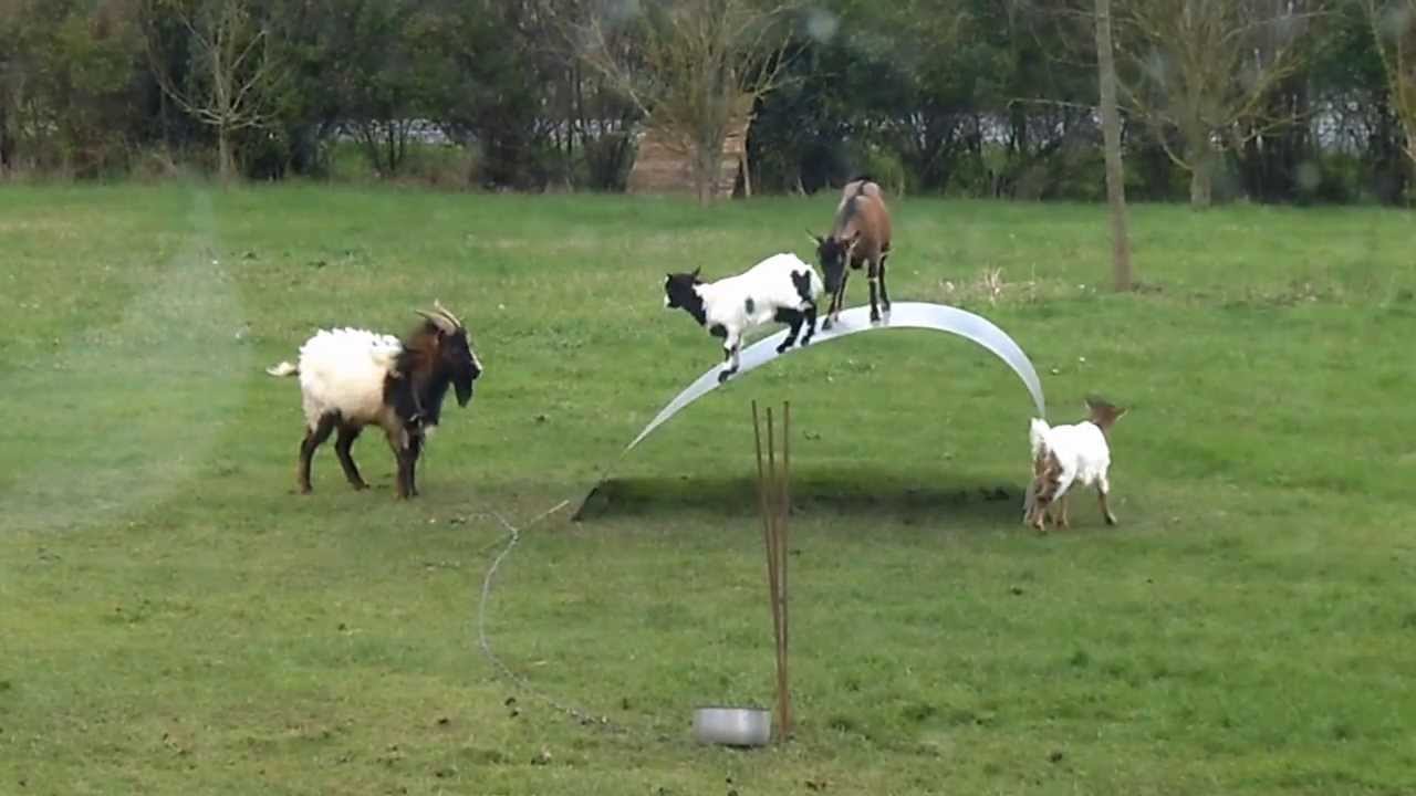 French Goats Have a Blast Playing on Flexible Steel Structure