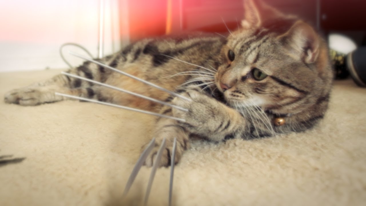 What If X-Men Superheroes Wolverine and Cyclops Were Cats