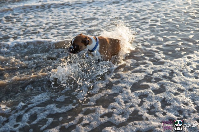 Duncan Lou Who The Incredible Two-Legged Dog Goes To The Beach For ...