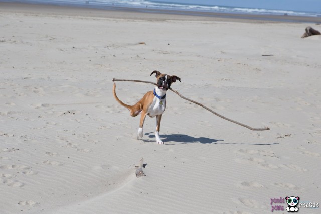 Duncan Lou Who The Incredible Two-Legged Dog Goes To The Beach For ...