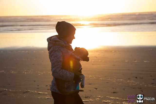 Duncan Lou Who The Incredible Two-Legged Dog Goes To The Beach For ...