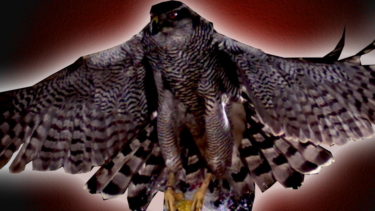 A Hawk Attacking a Water Balloon in Super Slow Motion