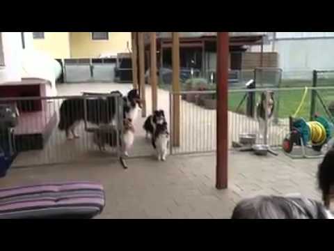 Eleven Dogs Patiently Wait To Be Called By Name Before Coming Forward ...