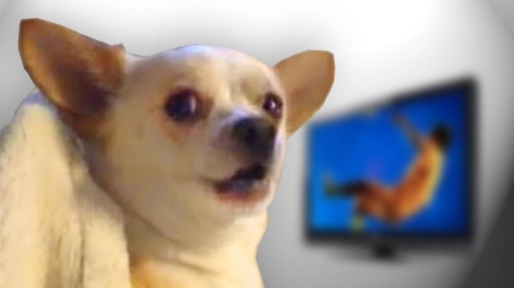 Talking Dog Spoils the Television Show Plot