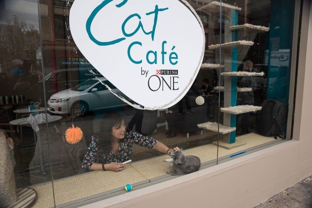PurinaOne Opens First Pop Up Cat Cafe In New York City Featuring ...