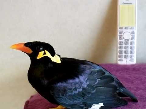 Myna Bird Speaks Japanese While Trying to Answer the Phone