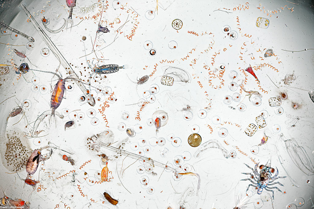 An Incredible Photo of Seawater Magnified 25 Times Reveals a Variety of ...