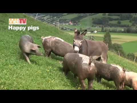 Very Happy Pigs Go Sliding Down a Muddy Canal On A Hill in Uttendorf ...