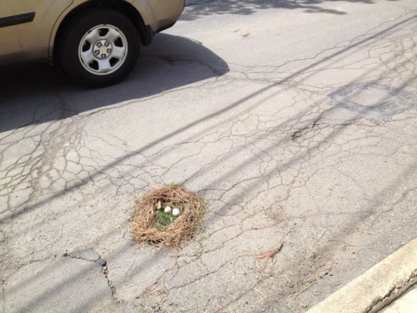 Pothole Photo Contest in Scranton Encourages Locals to Decorate ...