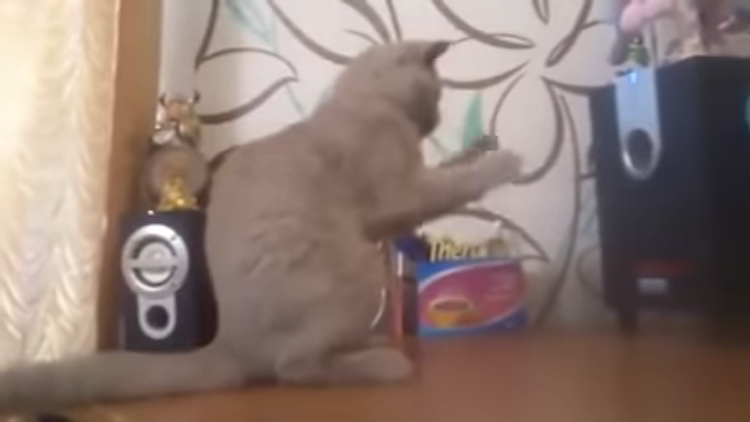 Kitten Tries To Catch Bass Coming Out of Subwoofer