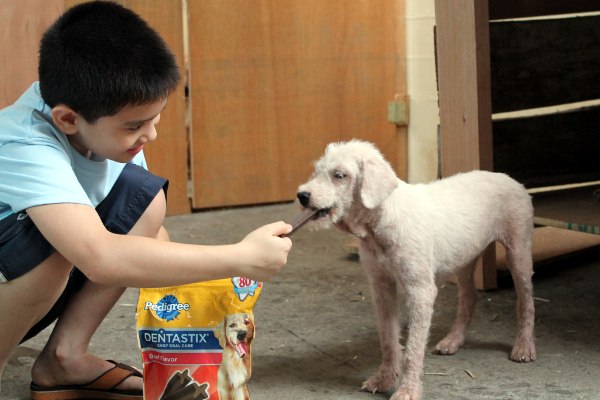 9-Year Old Boy (With Help From His Dad) Opens A No-Kill Animal Shelter ...