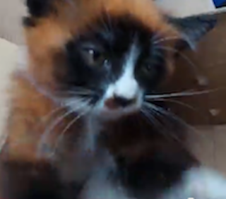 Unusual Little Kitten Strongly Resembles A Red Panda