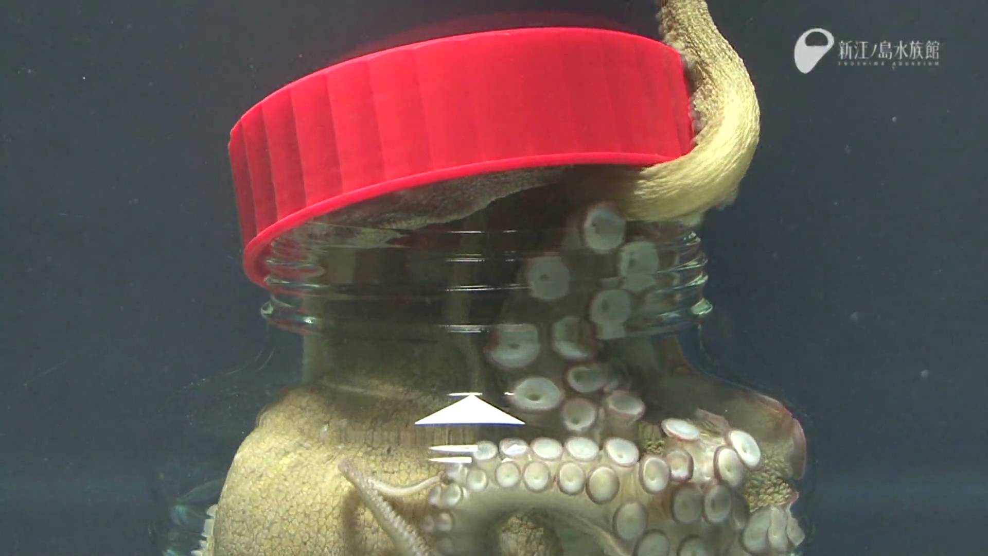Clever Octopus Unscrews Top of a Jar From the Inside