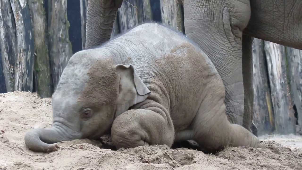 Baby Elephant Gleefully Rolls In the Dirt Under His Mother's Watchful Eye