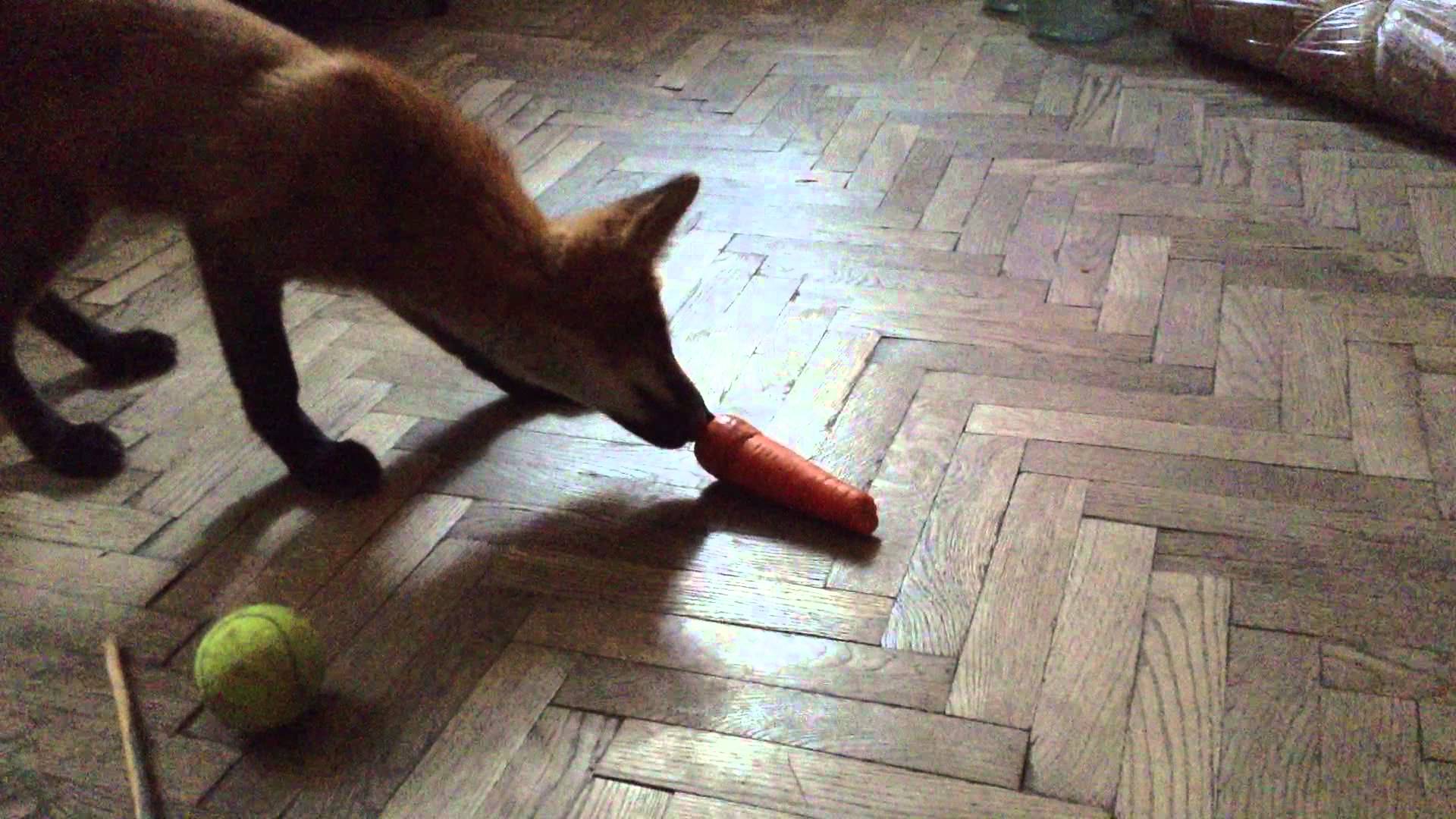 Baby Fox Is Unsure of The Large Carrot Put In Front of Him