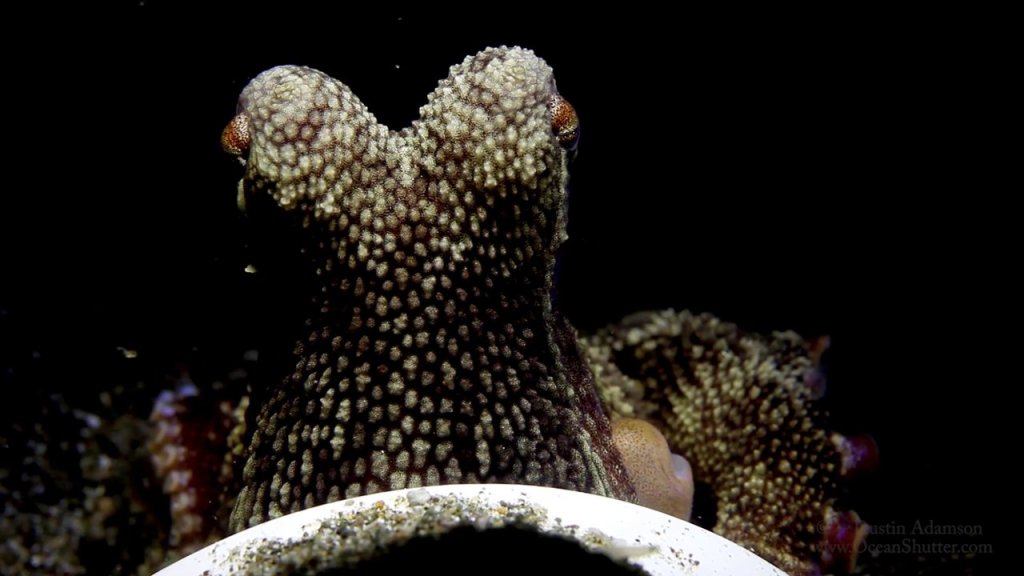 'Octopuses of the Night', A Short Film Featuring Close Up Shots of ...