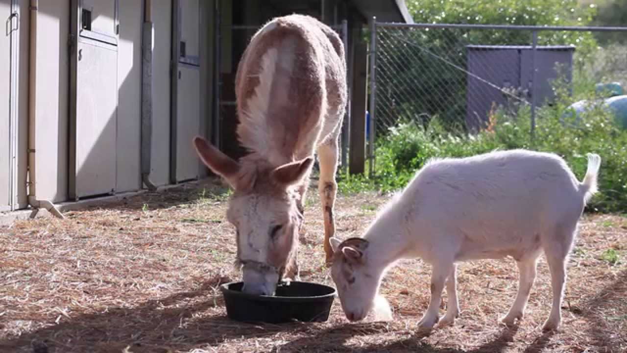 Sad Goat Gets a New Lease on Life After Being Reunited With His Donkey ...