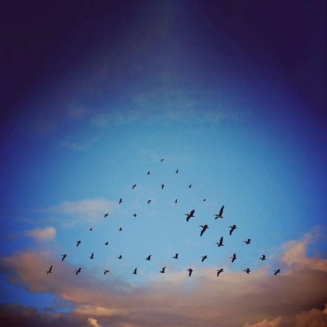 'Flying Formation', A Series of Digital Photo Collages of Birds Flying ...