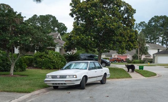 Wayward Florida Black Bear Takes A Nap In Daytona Beach, Florida ...