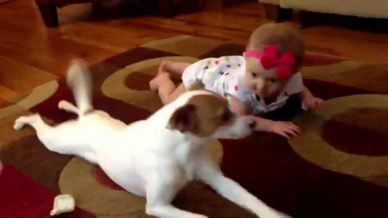 A Very Clever Dog Teaches a Baby How To Crawl