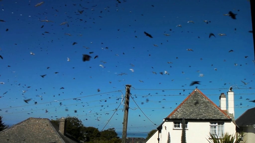 An Hour of Footage of Birds Flying Past a Window Composited Into a ...