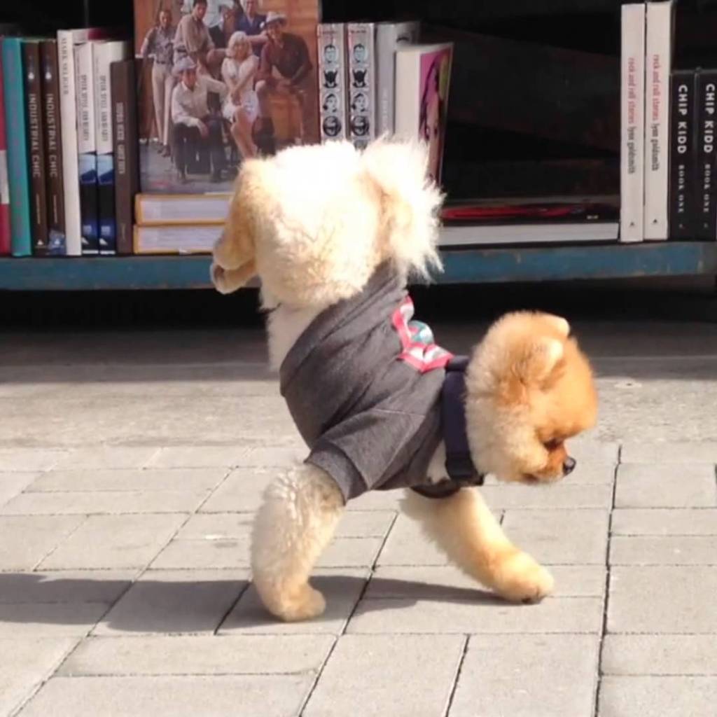 Jiff the Pomeranian Performs a Walking Handstand Along Sidewalk To A ...