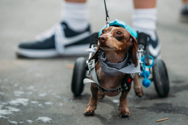 Anderson Pooper the Disabled Dachshund Competes In Annual Weiner Dog Race