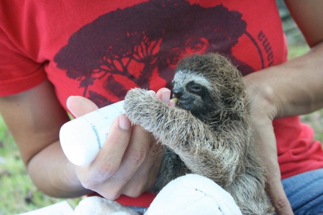 Panamanian Couple Rescues and Rehabilitates Wayward Sloths For Release ...