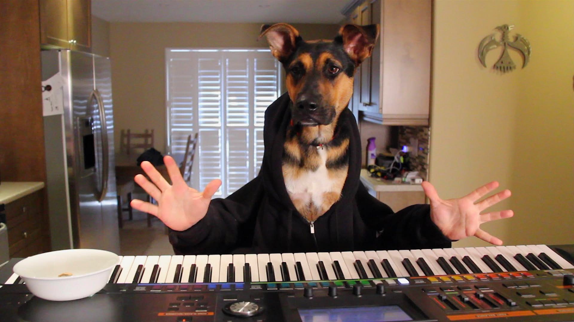 A Dog Named Bella Performs a Waltz on the Piano With the Help of Human ...