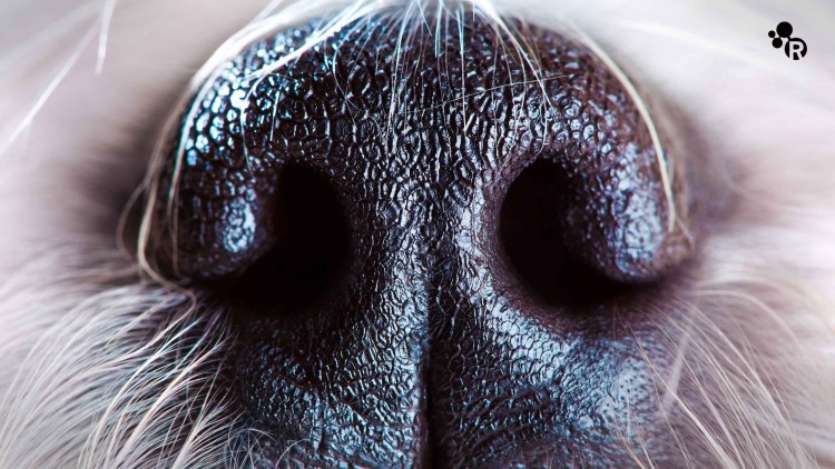 An Explanation of Why Dogs Sniff Each Other’s Rear Ends