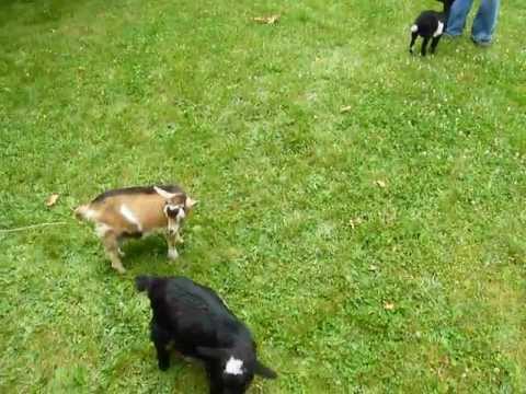 Excited Baby Goat Hops Maniacally Around Maine Farm and Knocks Over ...