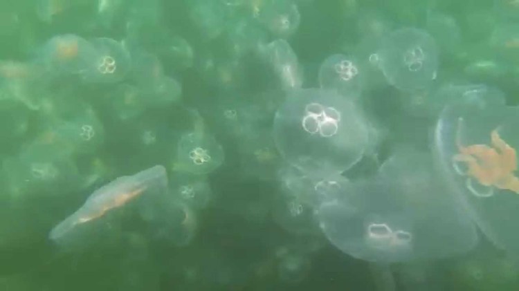GoPro Video of Massive Schools of Jellyfish Off the Coast of Denmark