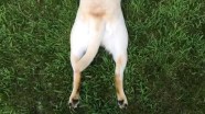 Yellow Lab Puts On The Brakes By Dragging Her Hind Legs While Her Front 