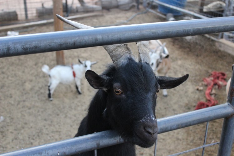 Butterfly the 'Geep', The Incredibly Rare but Adorable Offspring of a ...